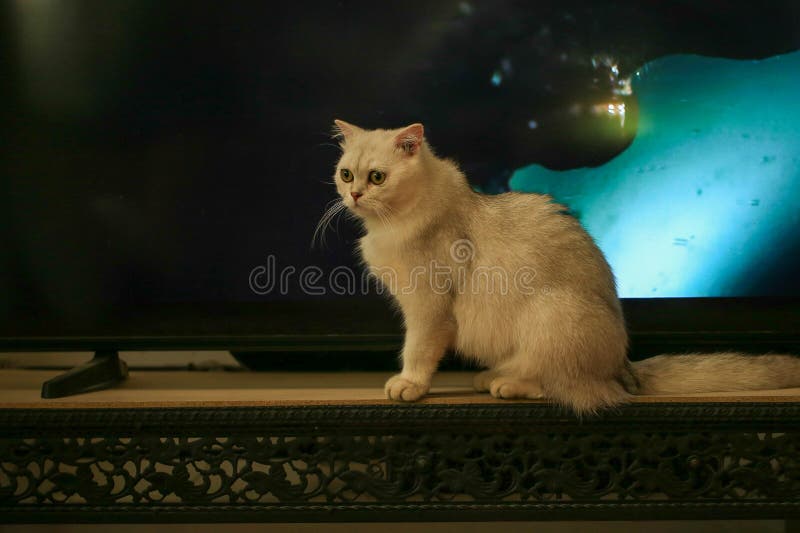 The Lovely and Playful Persian and Scottish Fold Cats. Stock Photo ...