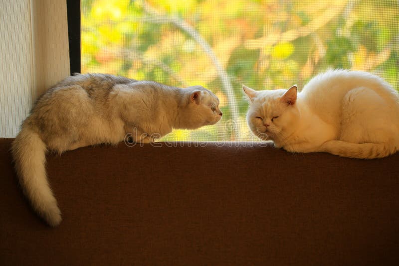 Lovely Playful Persian Scottish Fold Cats Stock Photos - Free & Royalty ...