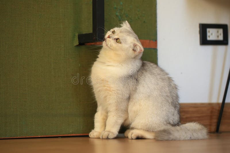 The Lovely and Playful Persian and Scottish Fold Cats. Stock Photo ...