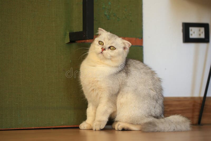 The Lovely and Playful Persian and Scottish Fold Cats. Stock Photo ...