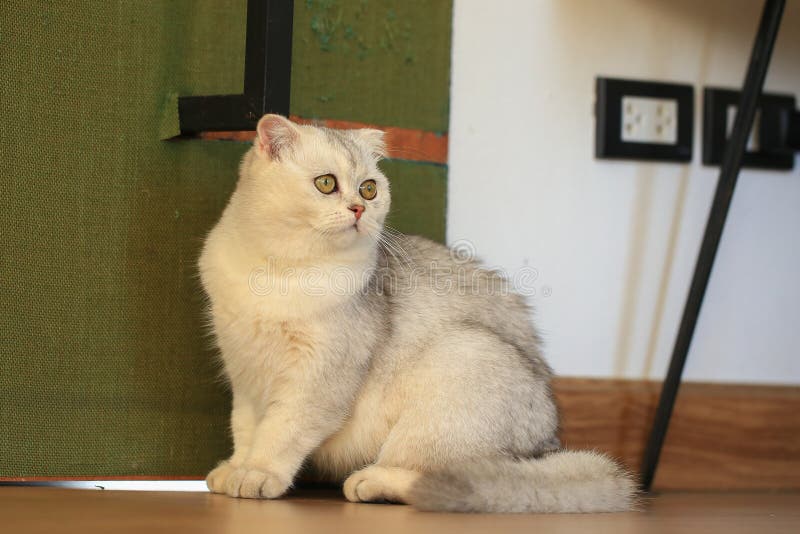 The Lovely and Playful Persian and Scottish Fold Cats. Stock Photo ...
