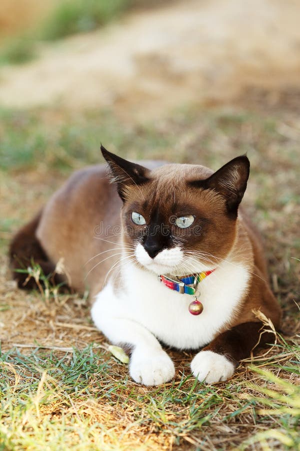Lovely Pretty Brown and White Cat Stock Image - Image of beautiful ...