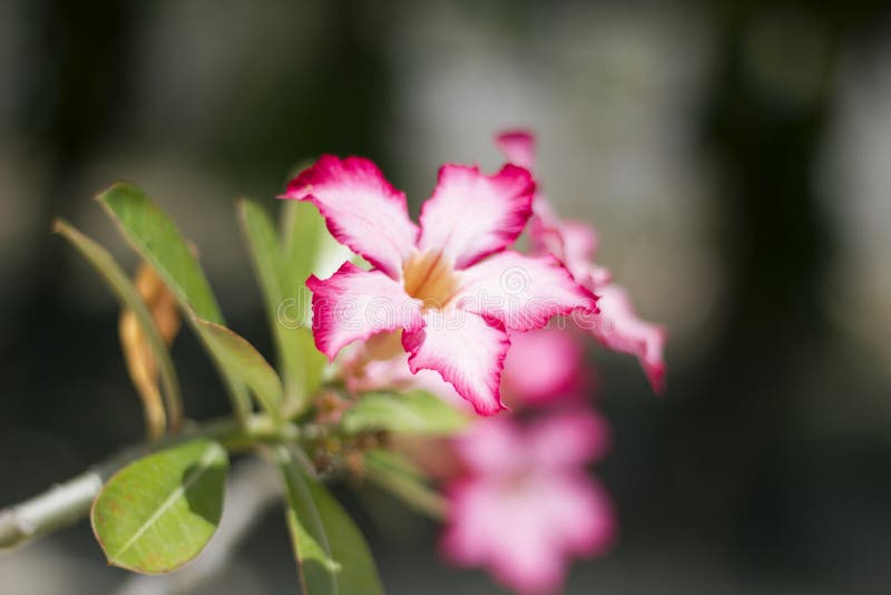 Lovely Pretty Pink Desert Rose Flower Stock Image - Image of tropics ...