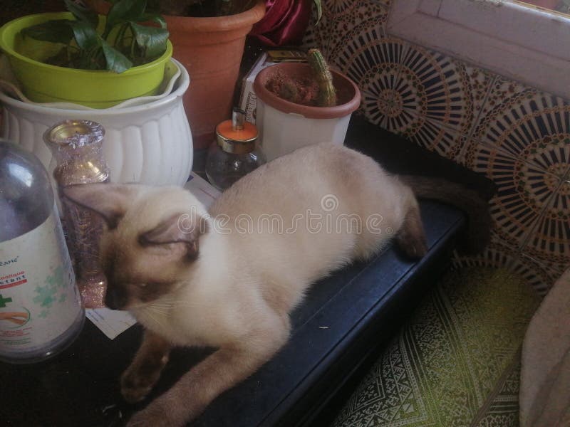 Lovely prince cat editorial photography. Image of carnivore - 252017837