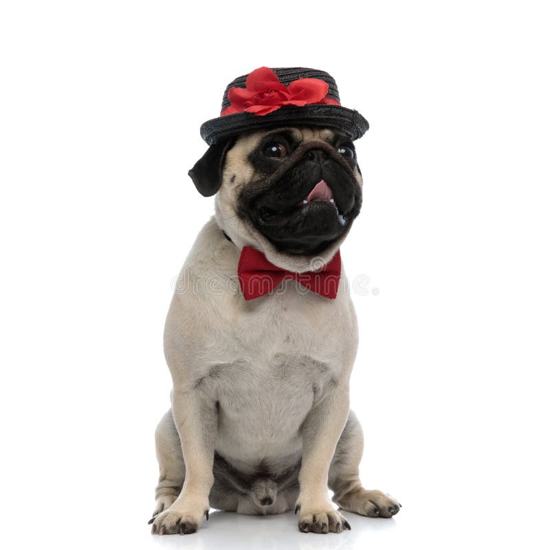 Mops-pug smiling face stock photo. Image of small, white - 10730130