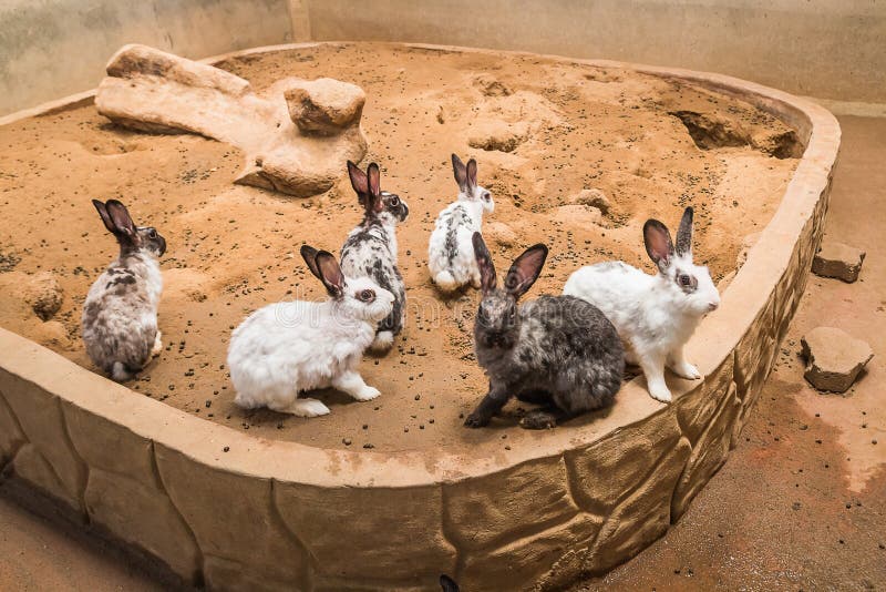 Lovely rabbit stock photo. Image of nature, small, rabbit - 96316236