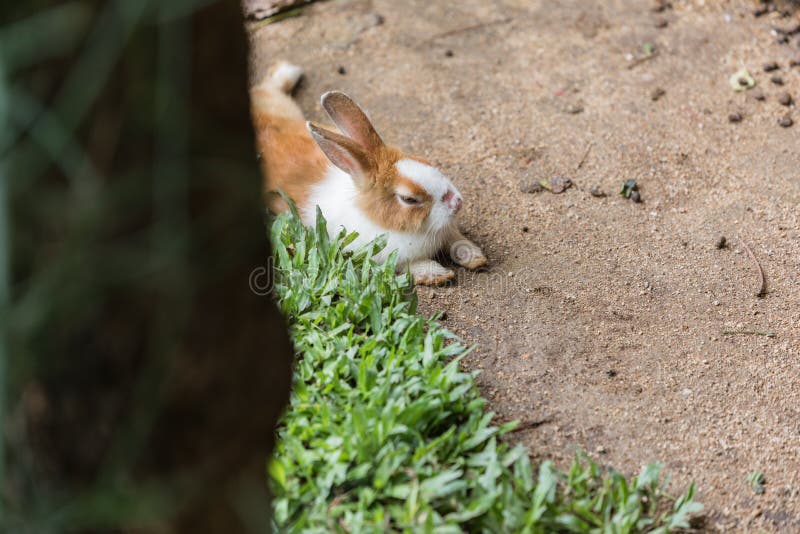 My lovely rabbit stock image. Image of family, mammal - 2743703
