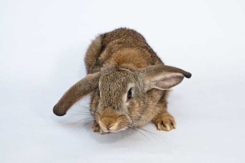 My lovely rabbit stock image. Image of family, mammal - 2743703