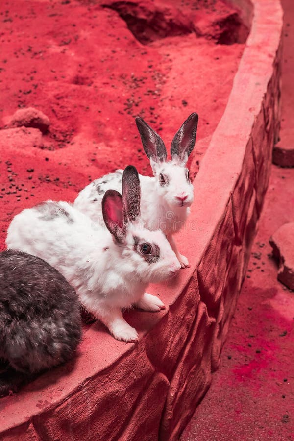 Lovely rabbit stock photo. Image of cage, white, rabbit - 96316306