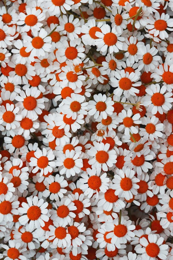 Lovely Red Blossom Daisy Flowers Background Stock Image - Image of ...