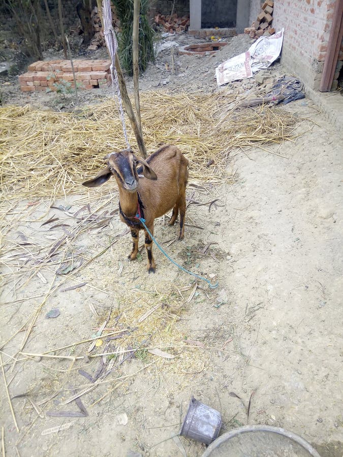 Lovely Red goat stock photo. Image of bovine, poster - 181117220