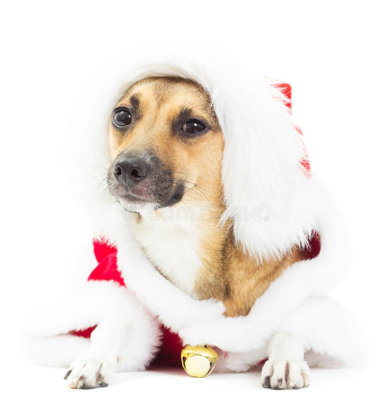 Lovely red-haired dog stock image. Image of haired, puppy - 46752837