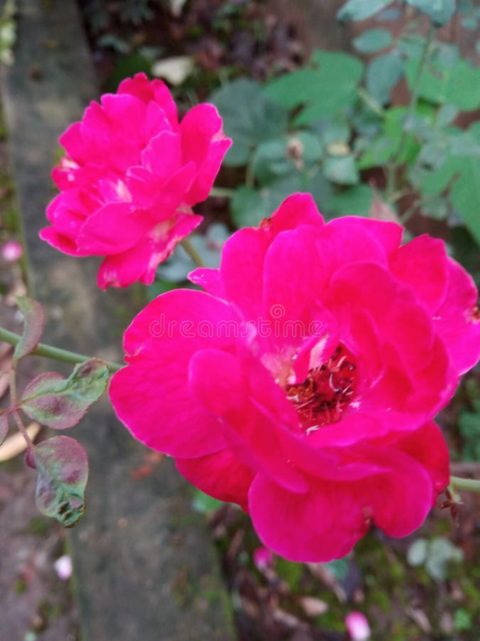 Lovely Red Roses Drop of Water at Flowers Stock Image - Image of roses ...