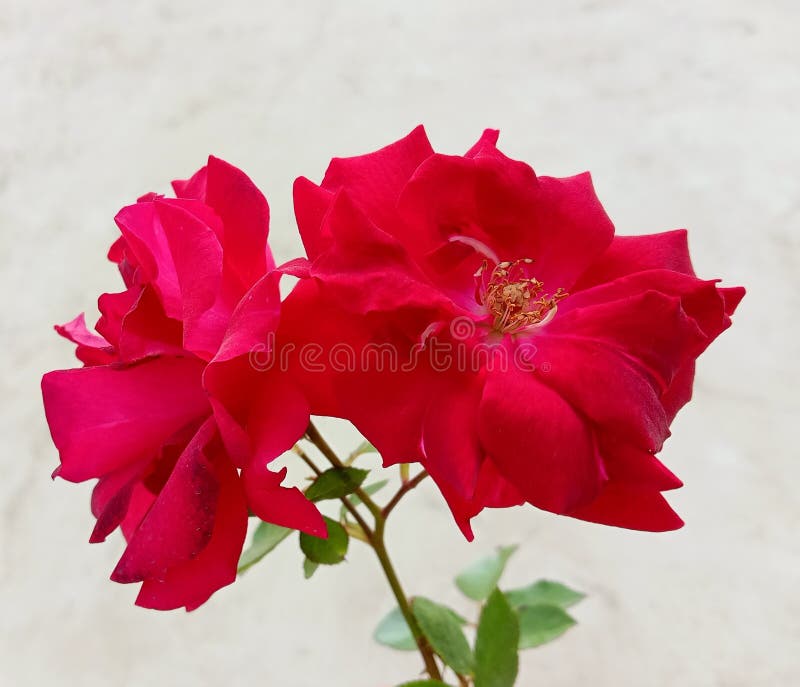 Lovely red Roses stock image. Image of purple, roses - 269517565