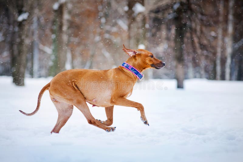 Lovely Rhodesian Ridgeback Dog Running in Winter Stock Photo - Image of ...