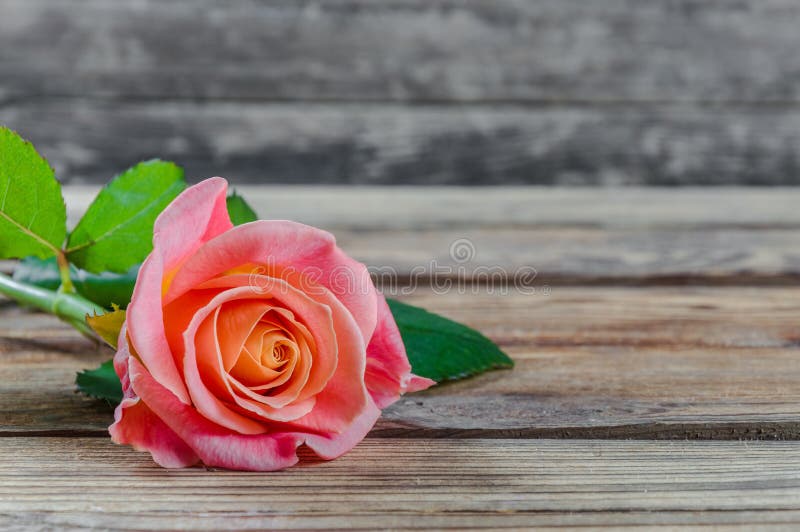 Lovely rose flowers stock photo. Image of romantic, creative - 48508450
