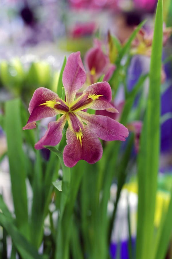 Lovely Safflower, Adobe Rgb Stock Photo - Image of flower, flowers ...