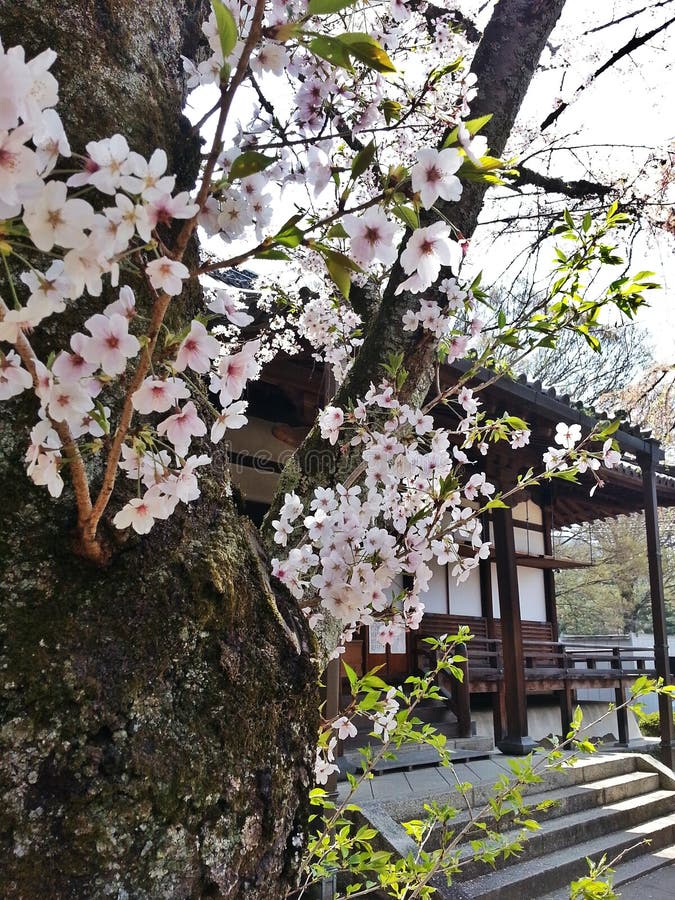 Lovely Sakura stock photo. Image of white, lovely, cherryblossoms ...