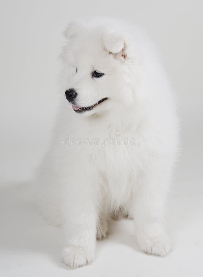 Samoyed puppy stock photo. Image of small, adorable, sammy - 31778694