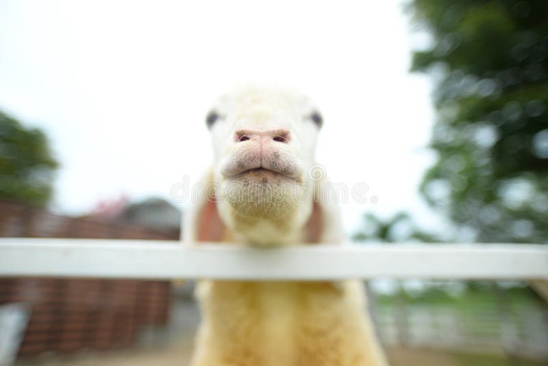 Lovely sheep stock photo. Image of lamb, cute, maternal - 48796394
