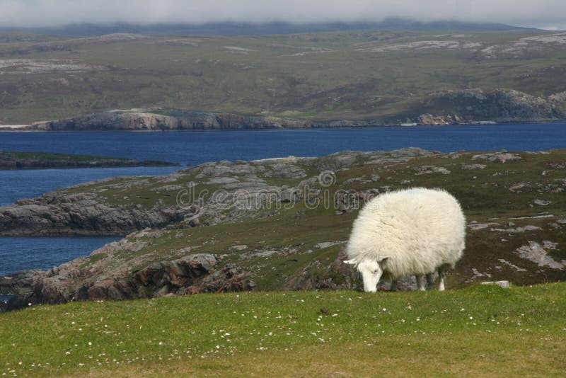 Lovely sheep in Scotland stock image. Image of lake, green - 16265261
