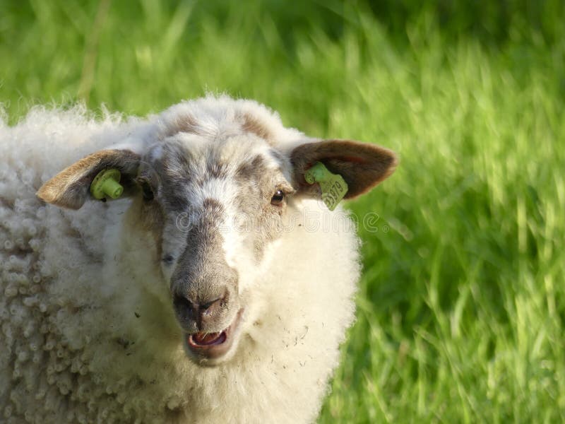 Lovely Sheep Smiling Eating Happy Stock Photo - Image of sheep, lovely ...