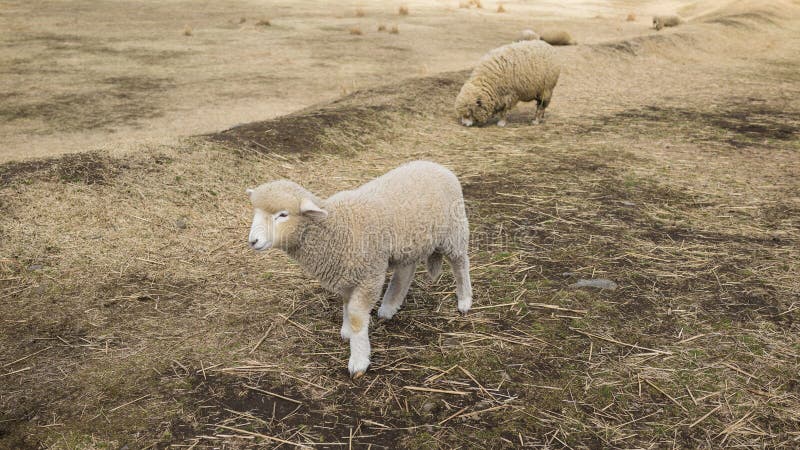 The Lovely Sheep is Walking on the Land in the Farm Stock Image - Image ...