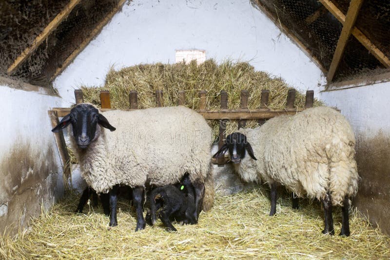 Barnyard stock photo. Image of stockyard, animal, barn - 81151158
