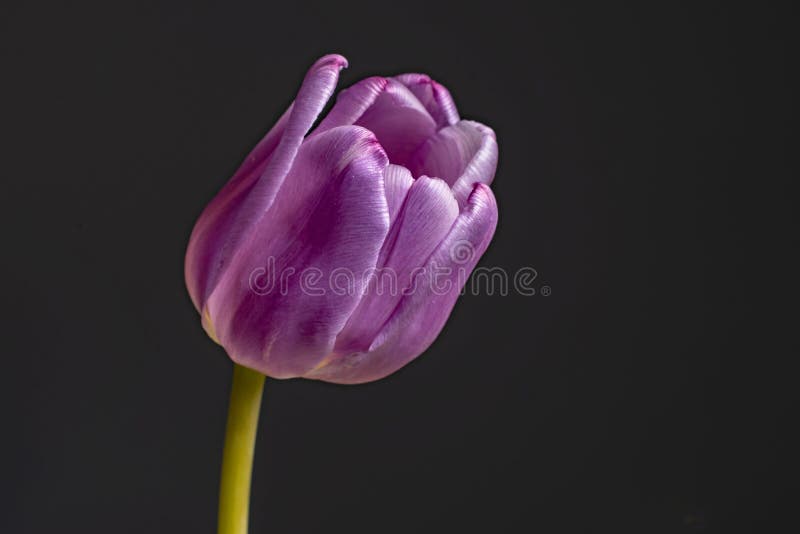 A Lovely Side Close Up View of a Single Purple Tulip on a Black ...