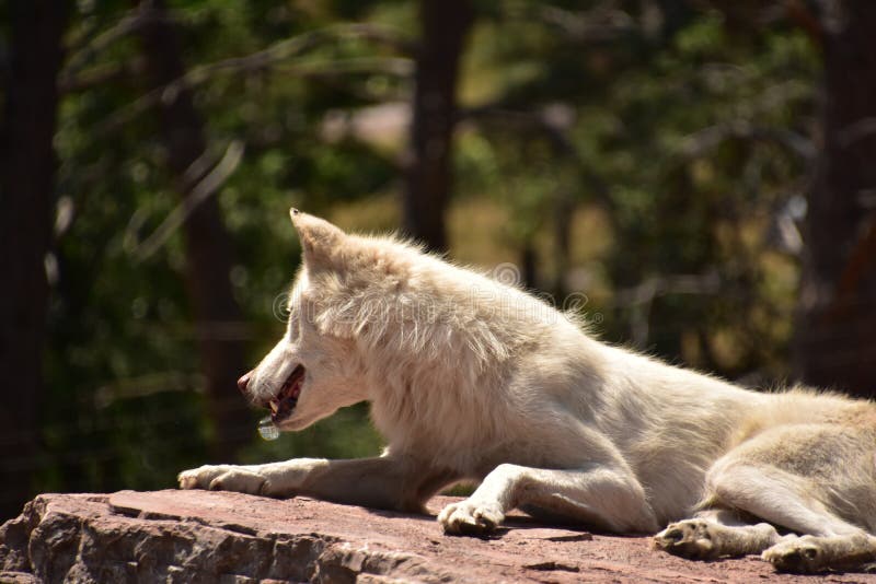 Lovely Side Profile of a White Timber Wolf Stock Image - Image of ...