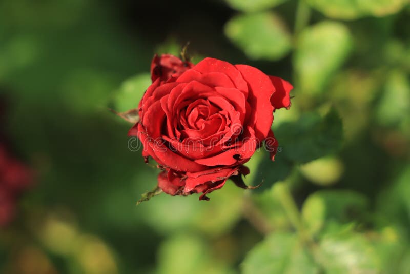 Lovely Single Blooming Red Rose Stock Photo - Image of elegant, floral ...