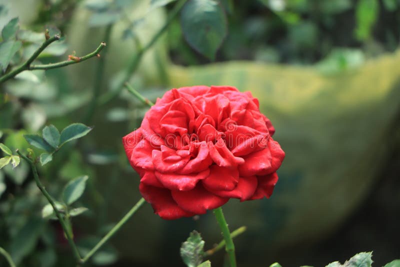 Lovely Single Blooming Red Rose Stock Image - Image of closeup ...