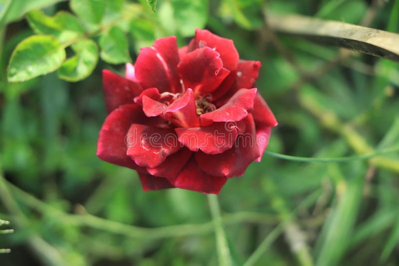 Lovely Single Blooming Red Rose Stock Photo - Image of bush, macro ...
