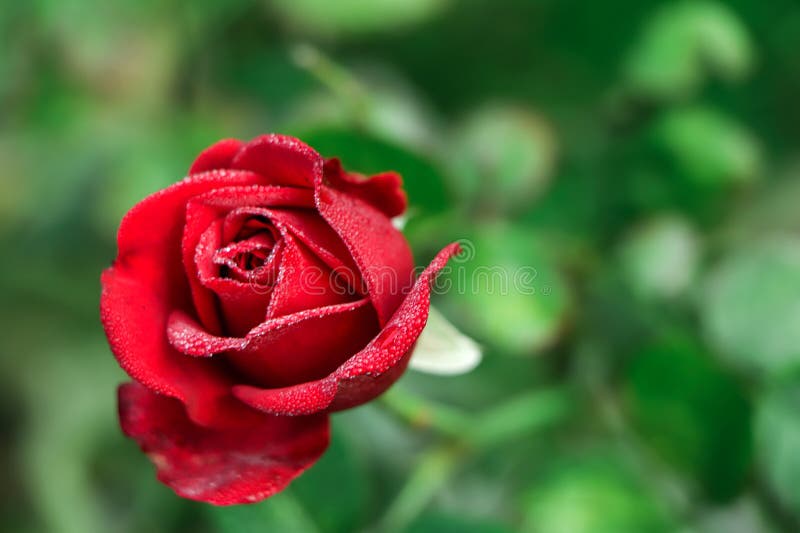 Lovely Single Blooming Red Rose Stock Photo - Image of flora, freshness ...