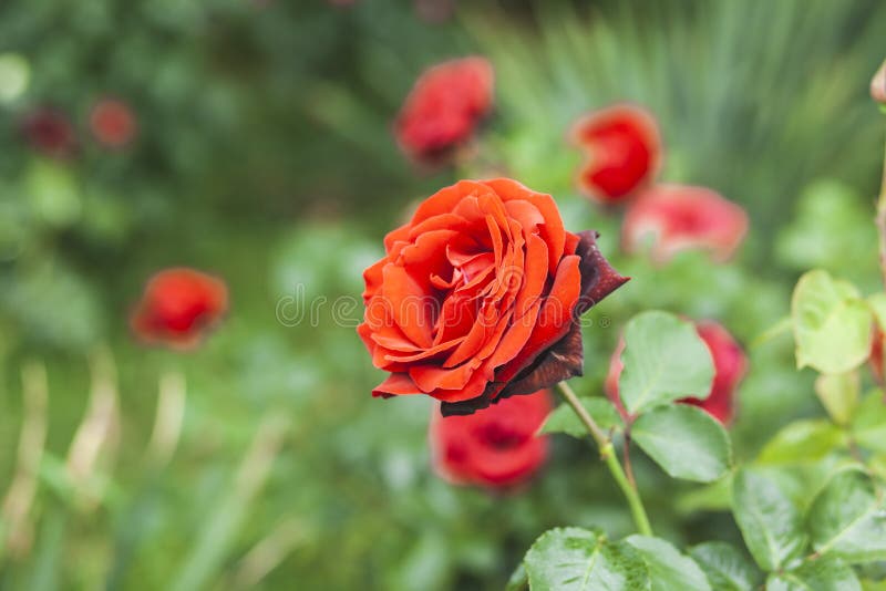 Lovely Single Blooming Red Rose Stock Image - Image of season ...
