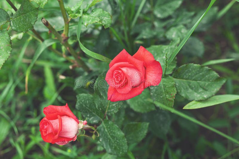 Lovely Single Blooming Red Rose Stock Image - Image of romance, flower ...