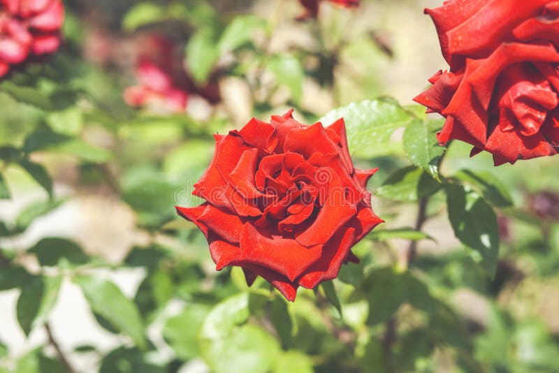 Lovely Single Blooming Red Rose Stock Photo - Image of nature, beauty ...