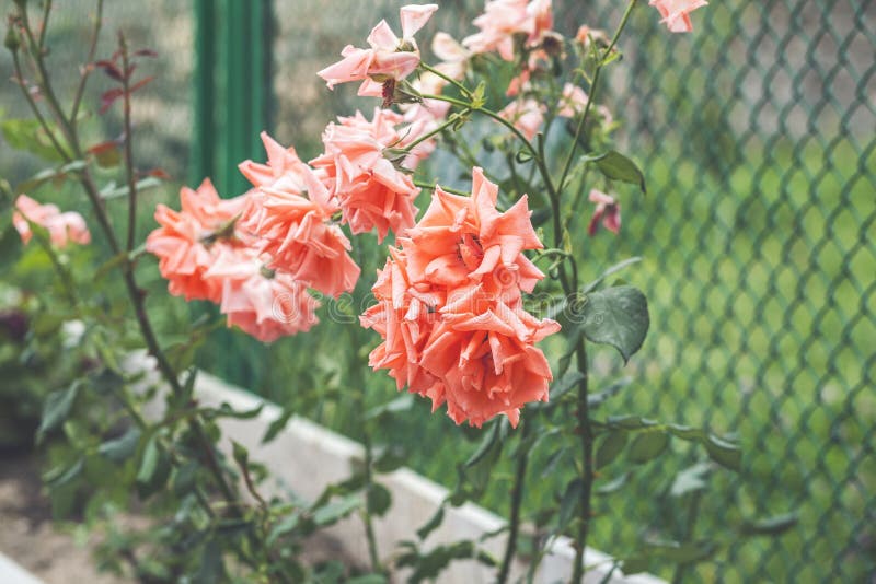 Lovely Single Blooming Red Rose Stock Image - Image of bloom, single ...