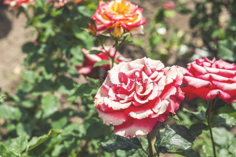 Lovely Single Blooming Red Rose Stock Photo - Image of rose, beauty ...