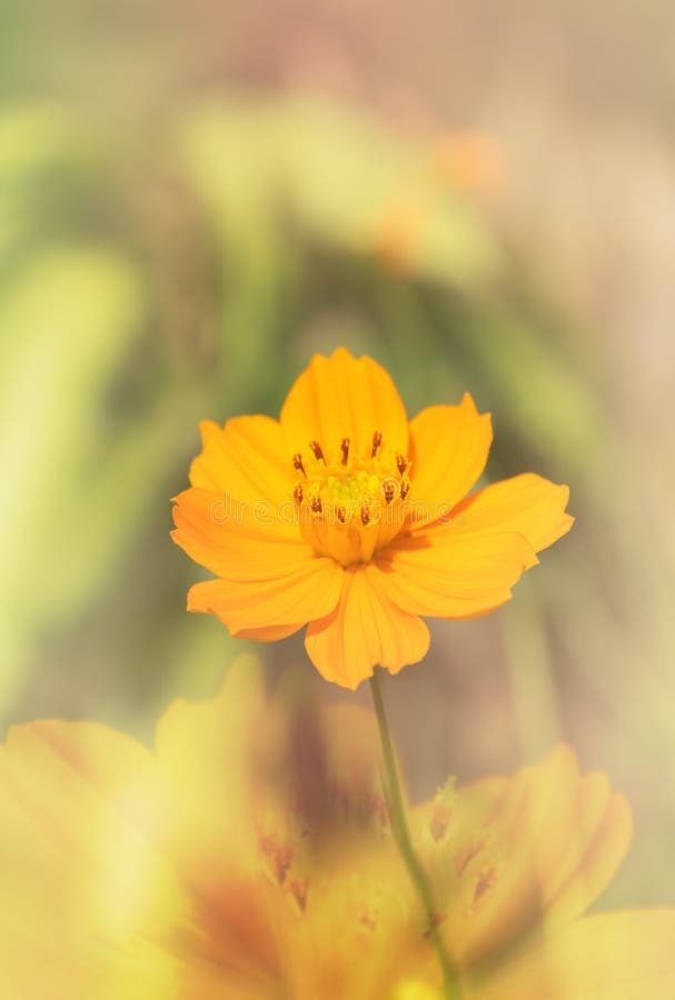 Lovely Single Yellow Flower Cosmos on Soft Colour Background Stock ...