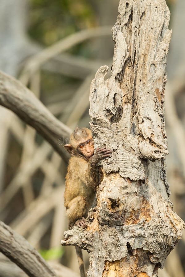 The lovely small Monkey stock photo. Image of nature - 29480960
