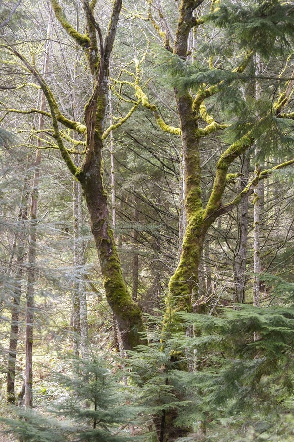 Moss Covered Maple Tree in a Rain Forest Environment. Stock Image ...