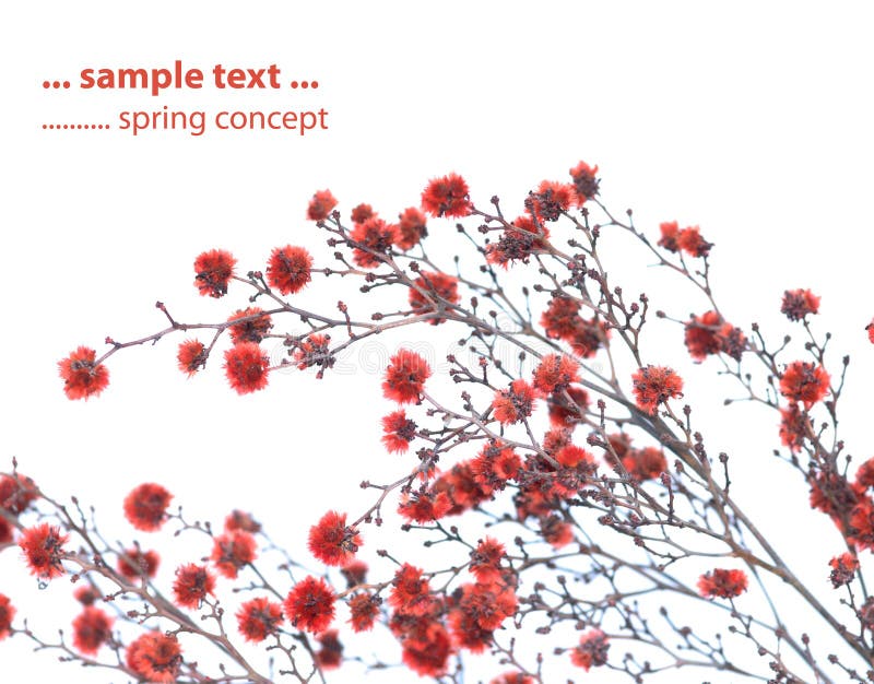 Lovely spring flora stock photo. Image of biology, photosynthesis ...