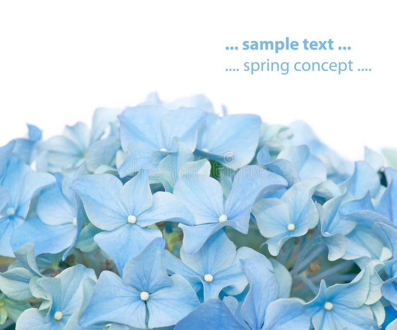 Lovely spring flora stock photo. Image of light, green - 13330394