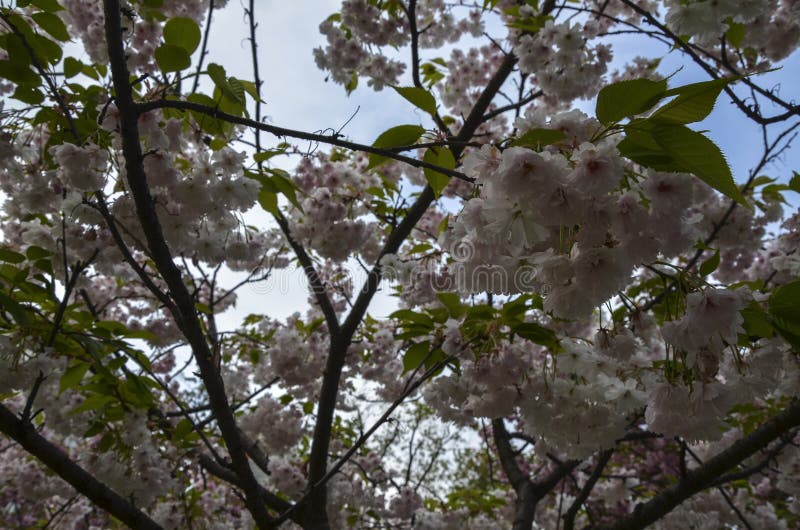 Lovely Spring Shot of White Cherry Blossom Flower Tree Against Sky ...