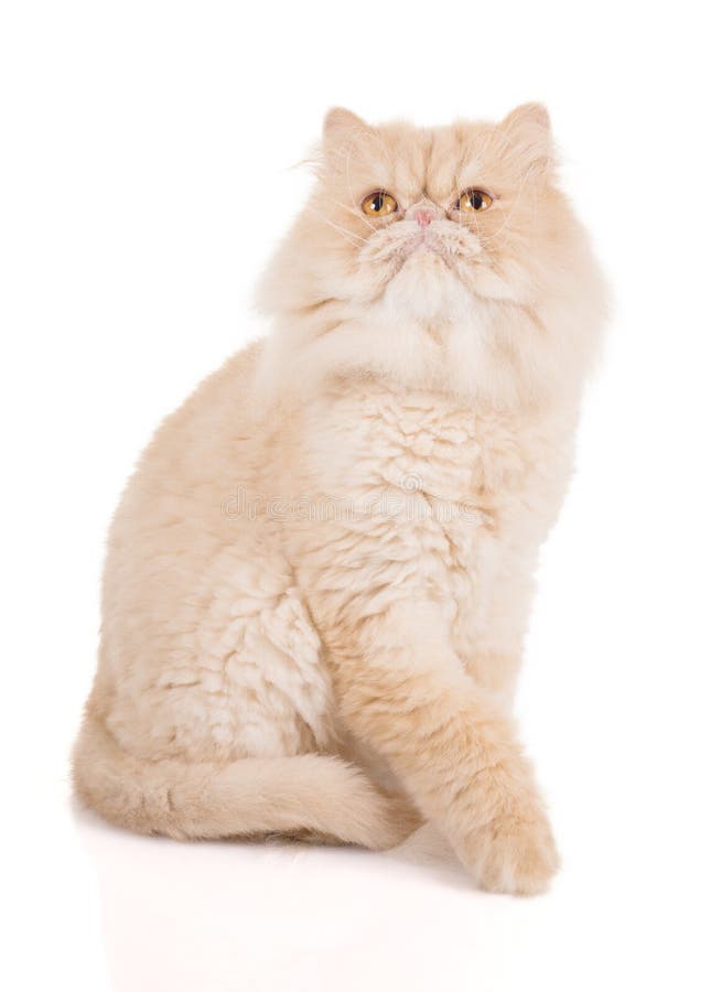 Persian Cat Sitting on the White Background. Stock Photo - Image of ...