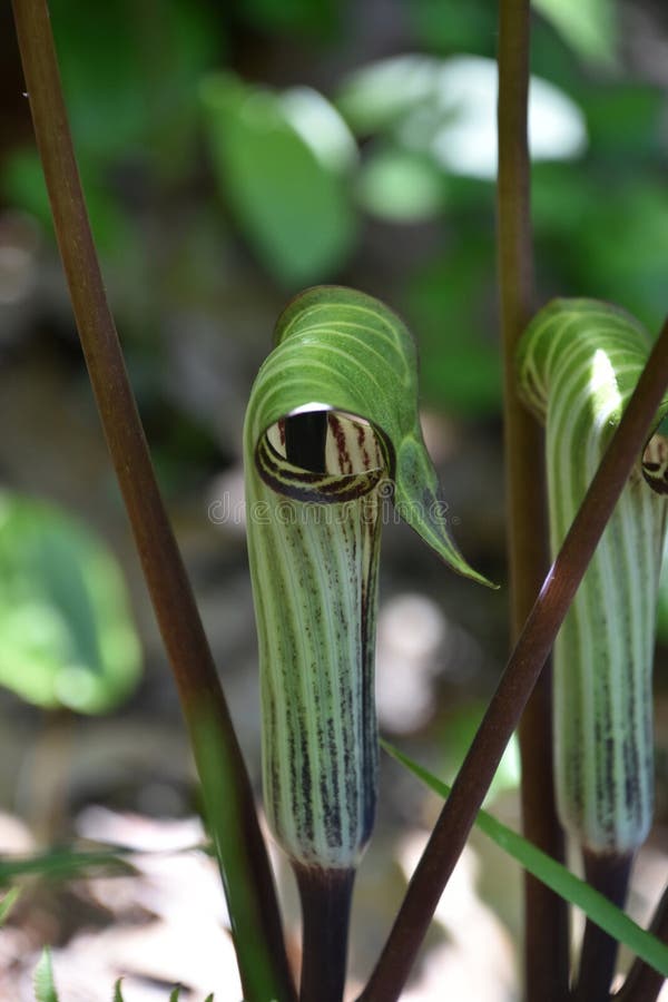 Lovely Striped Jack in the Pulpit Blossom Stock Photo - Image of ...
