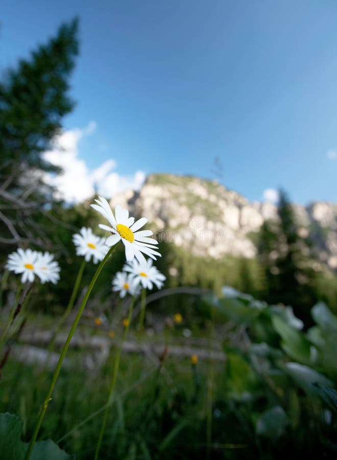 Lovely Summer Alpine Scenery Picture. Image: 15430990