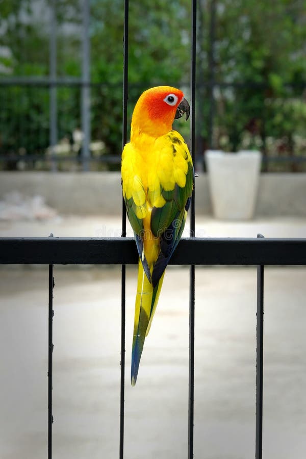 Lovely Sun Conure Bird on the Fence Stock Photo - Image of africa ...
