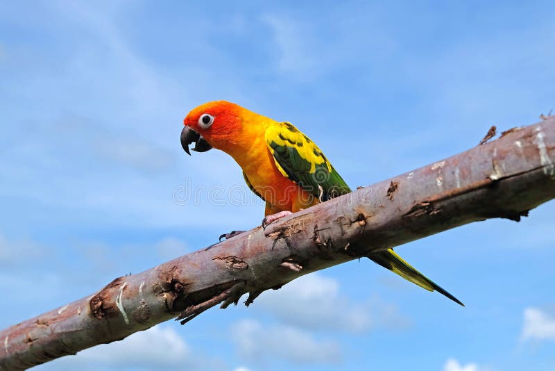 Lovely Sun Conure bird stock photo. Image of feather - 44805582